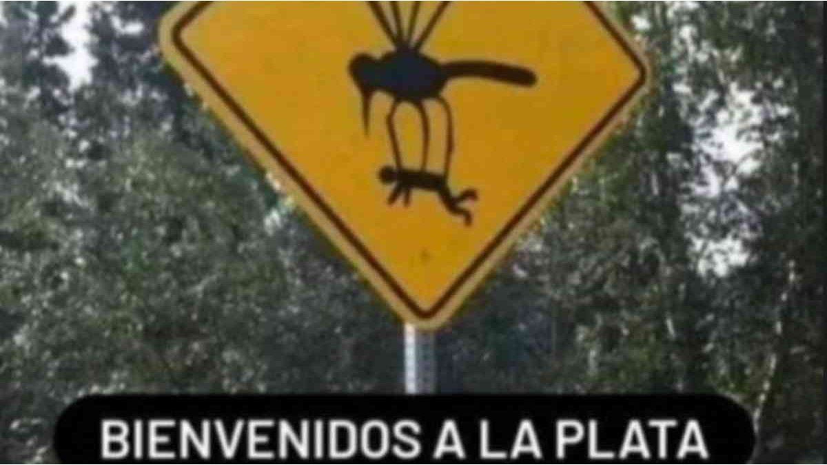 Los mejores memes de la invasión de mosquitos del AMBA