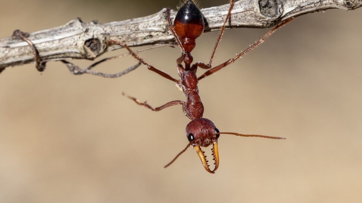 Ranking: los 7 insectos más peligrosos del mundo