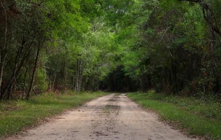 Los 5 mejores bosques para visitar en la Argentina