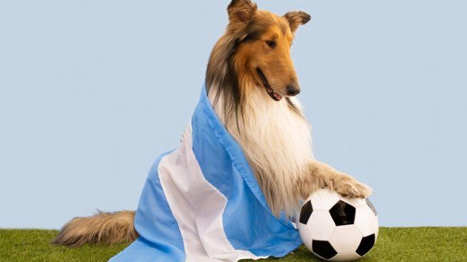 Argentina es el país con más mascotas en el mundo, según una encuesta