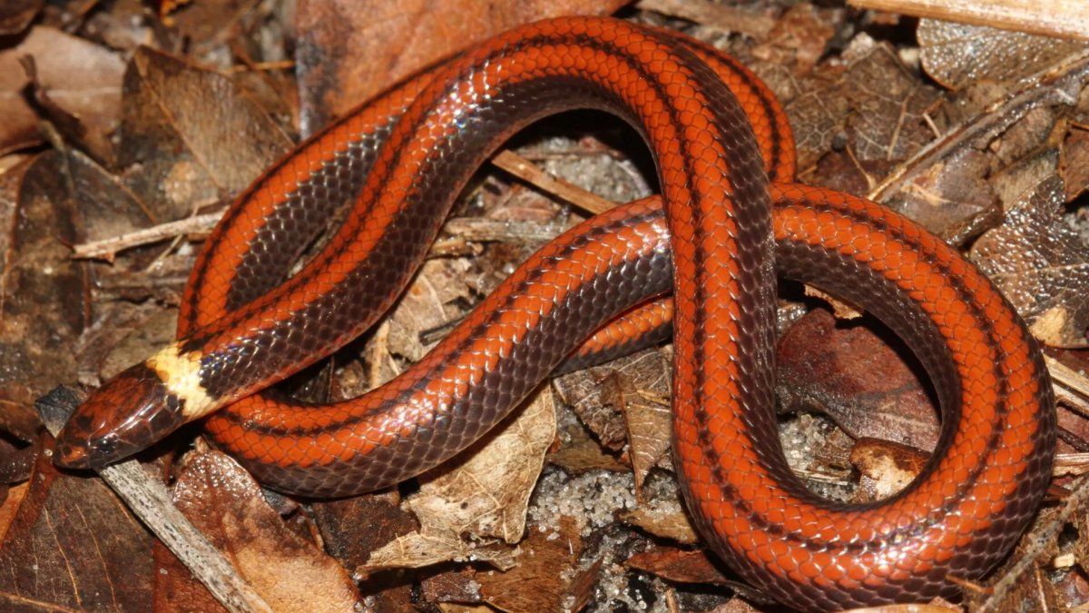 Descubren una nueva serpiente en Paraguay que ya consideran en peligro ...