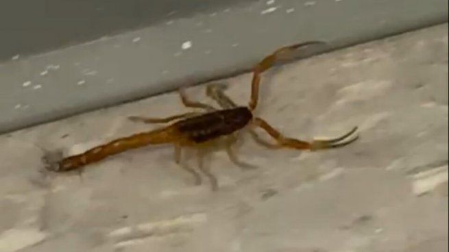 Alerta en un colegio de la Ciudad por la aparición de alacranes