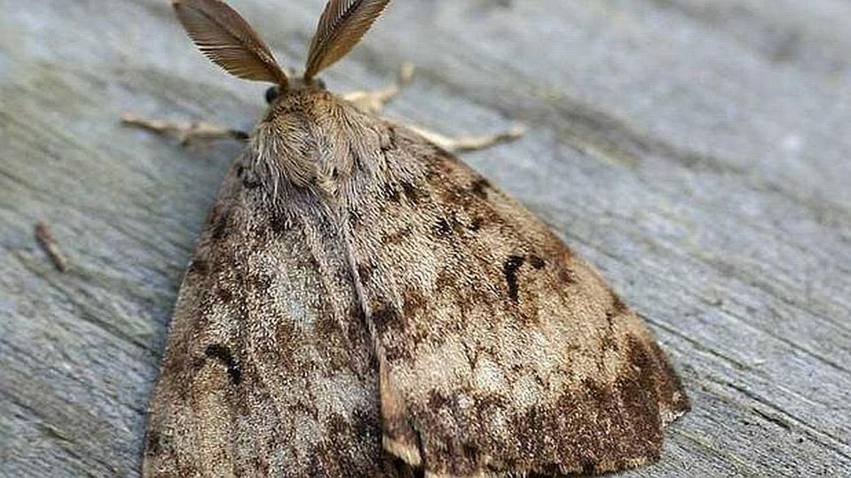 Los insectos invasores cuestan al hombre U$S 77.000 millones anuales