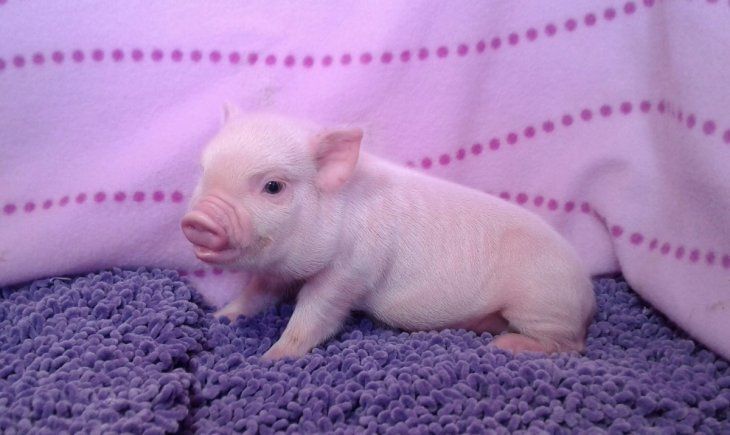 Furor en Argentina por los mini pigs: ¿cuánto salen las mascotas del ...