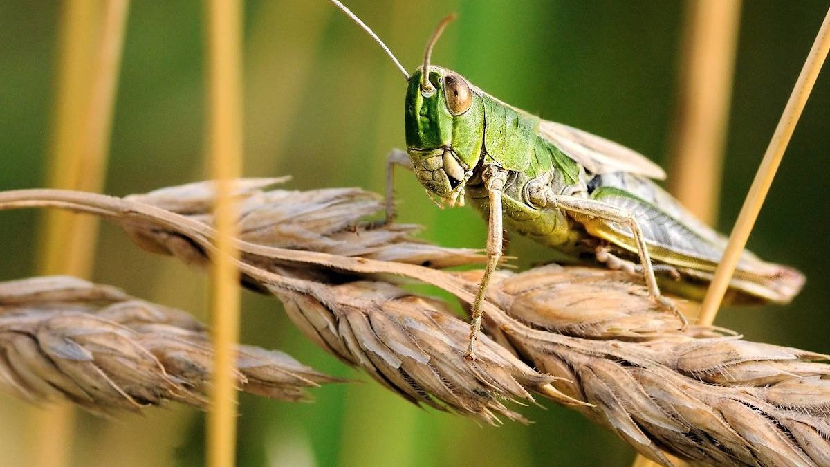 Las langostas también son un problema para los productores