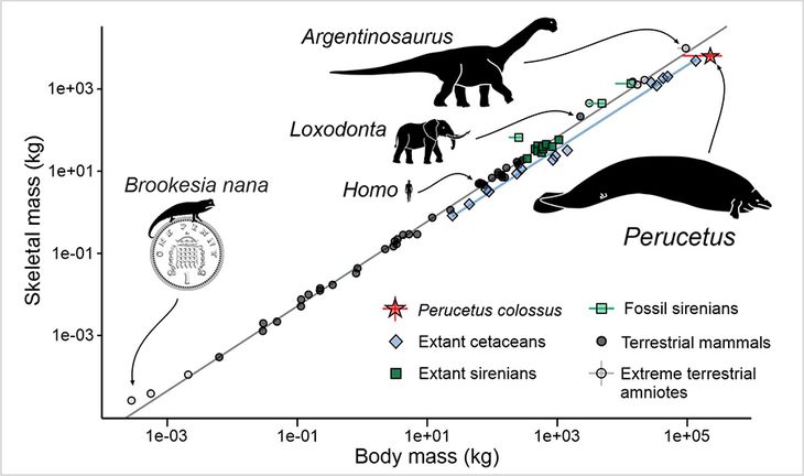 ¿Cómo era el Perucetus colossus?: el animal más grande de toda la historia