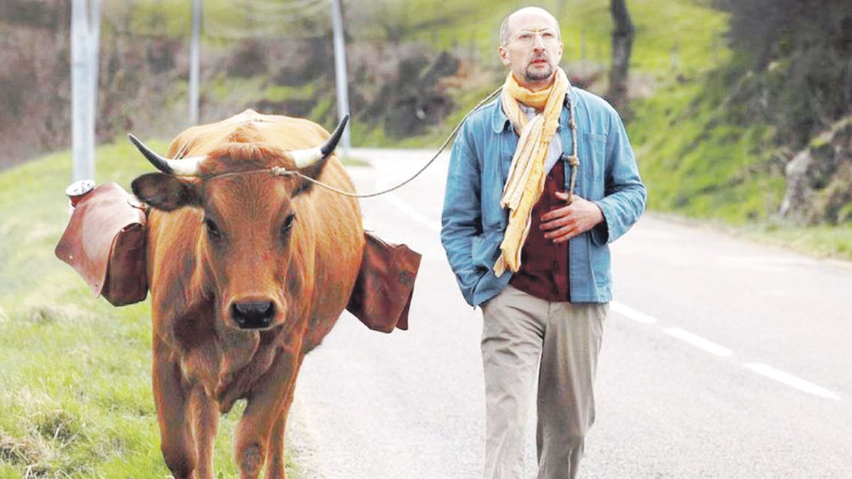 Un argelino con la vaca atada