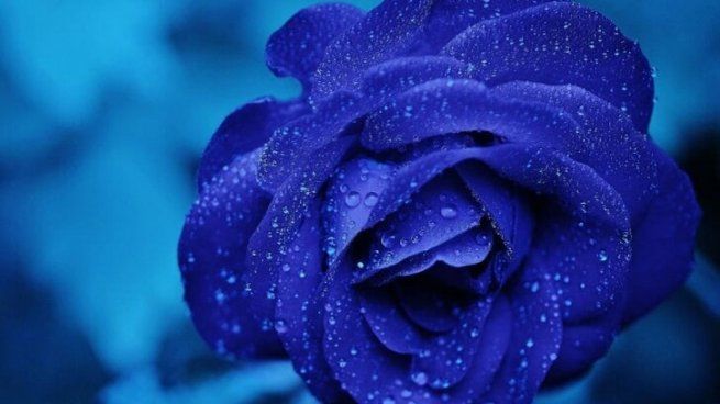 ¿Cómo es la personalidad de quienes prefieren el azul?