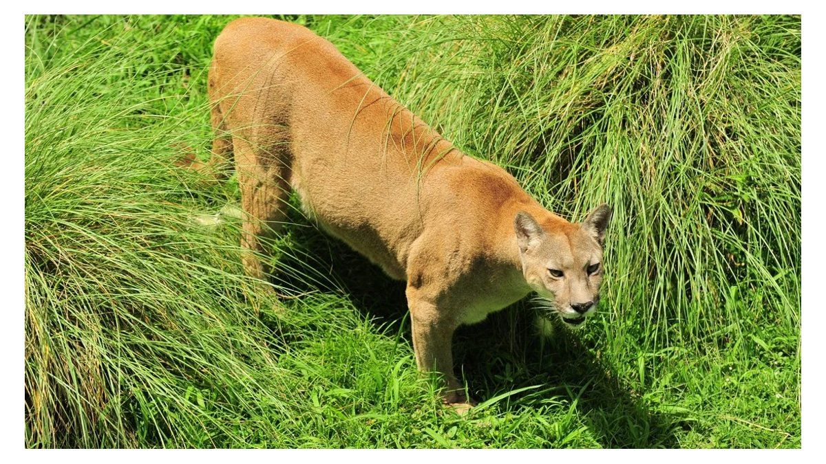 Un puma había sido visto en una plaza frente a Aeroparque, pero aún no ...