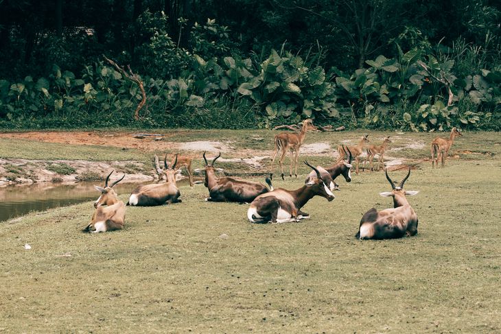 Enfermedad del ciervo zombie: qué es y cómo se propaga
