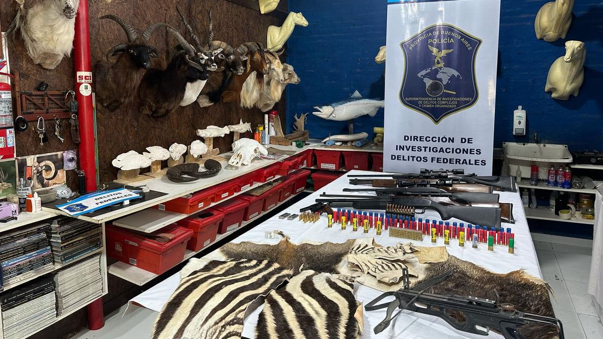 Berazategui: incautan animales disecados en un taller clandestino de ...