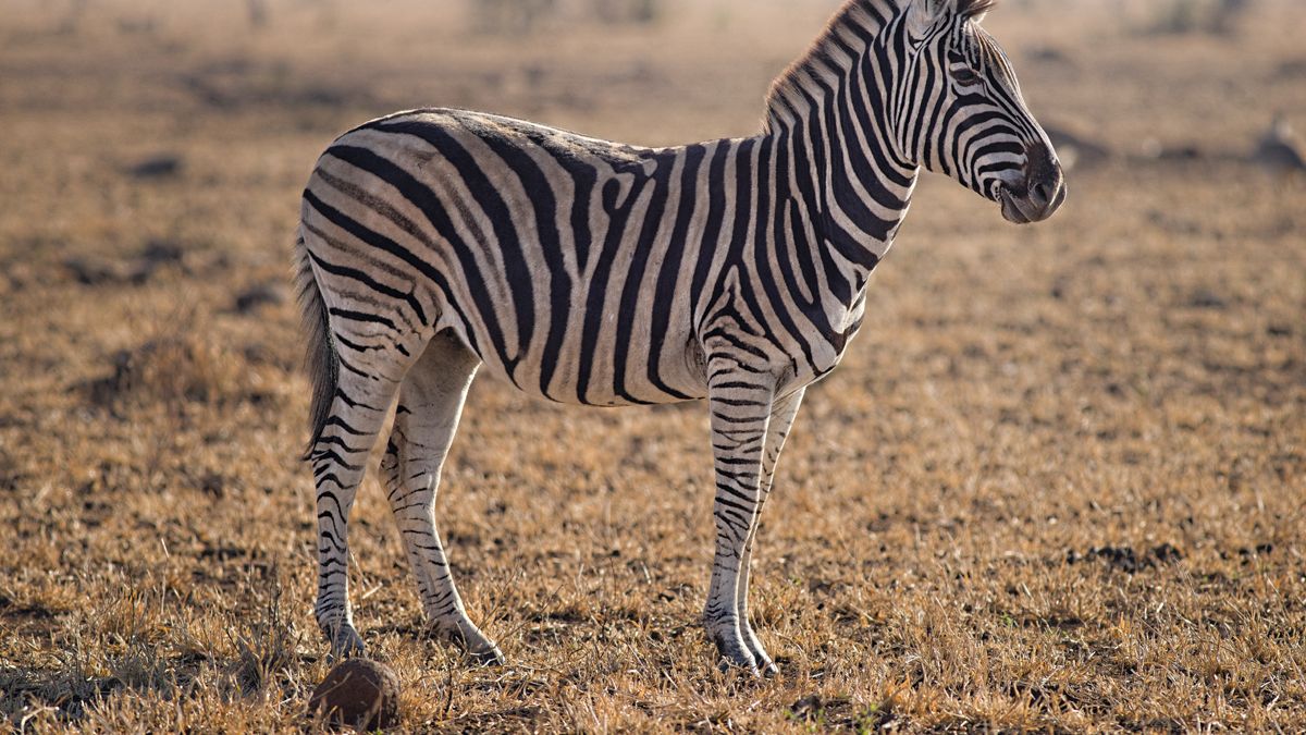 Científicos argentinos lograron clonar embriones de cebra