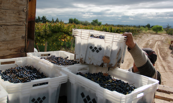 CrowdFarming.Wine: como tener tu propio vino de alta gama e introducirlo en el mercado sin ...