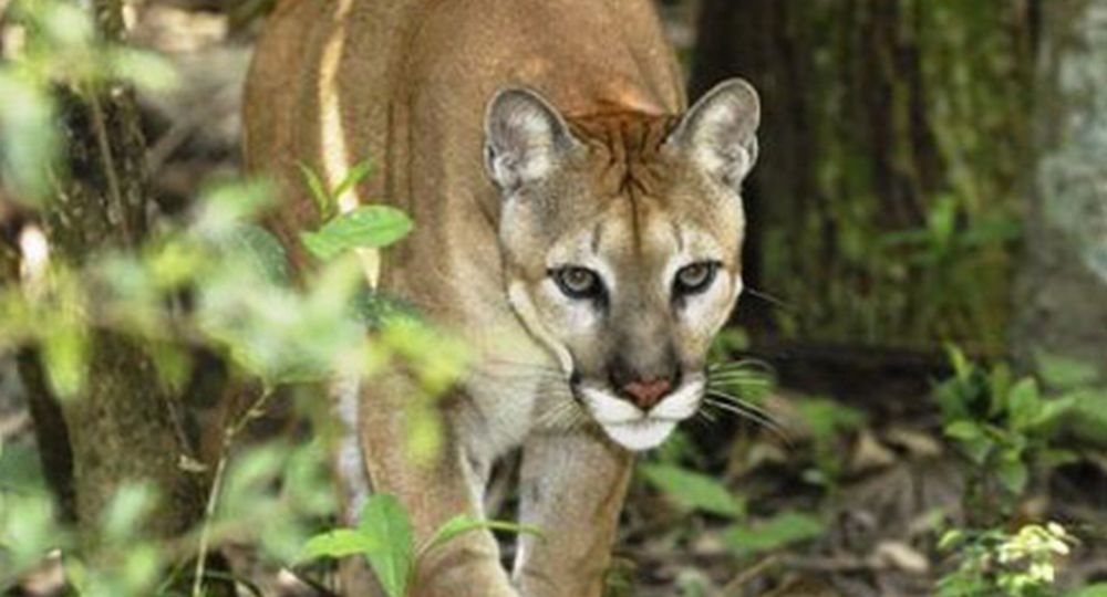 Misiones: alarma en el Parque Iguazú por la presencia de un puma