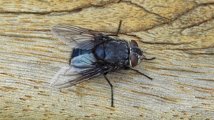 Preocupación por la gripe aviar: descubren que las moscas azules ...