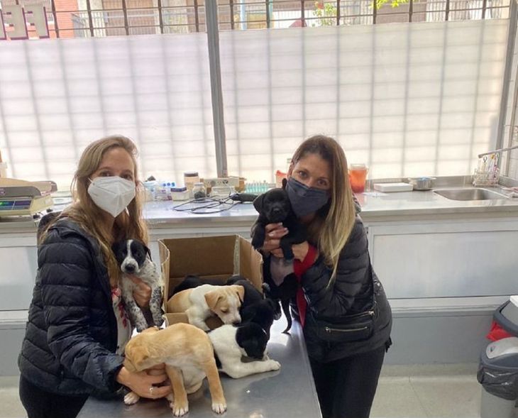 S.O.S. refugios: tres historias de lucha contra el abandono y el ...