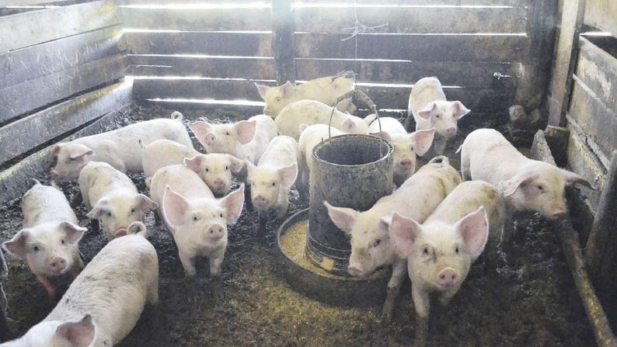 Economía creó un programa de apoyo a los productores porcinos