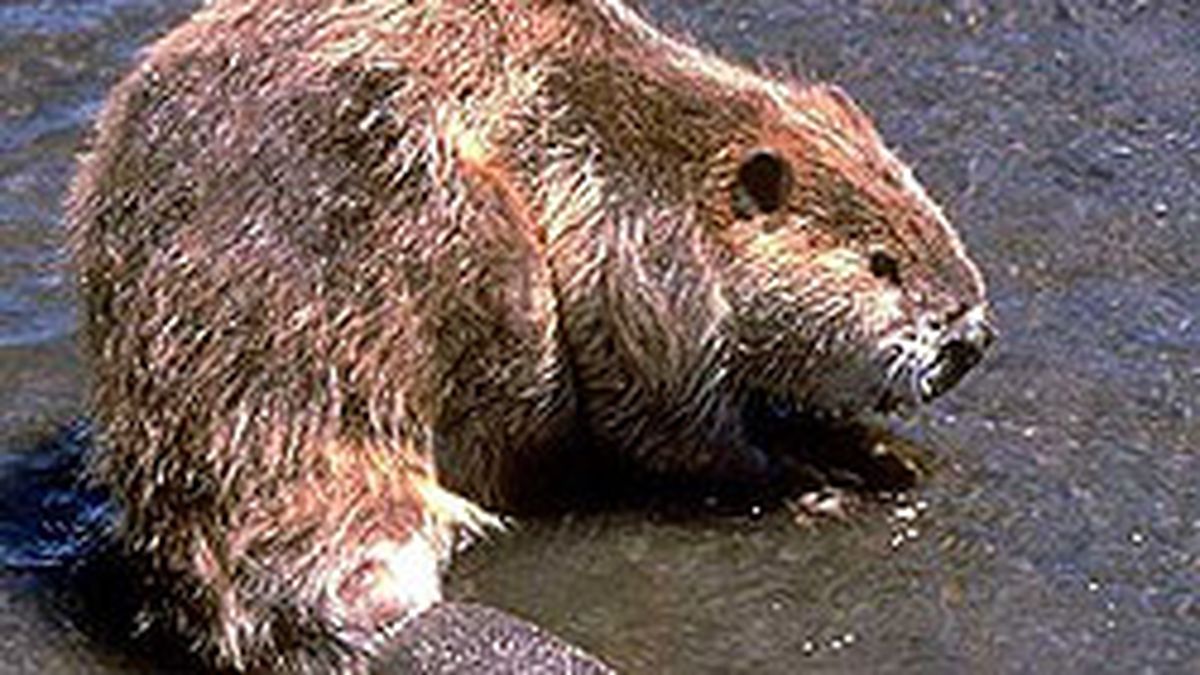Preocupación en la Patagonia por el avance de castores
