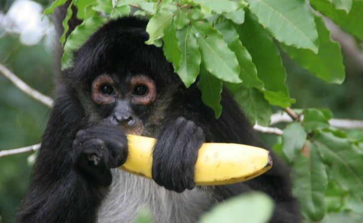Mono borracho: la curiosa hipótesis con la que explican el consumo de ...