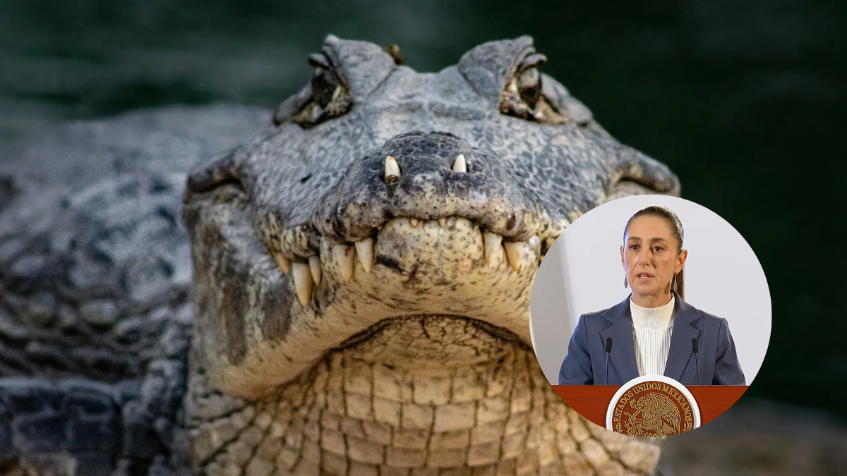 Claudia Sheinbaum le RESPONDE a Florida por su cárcel con caimanes para ...