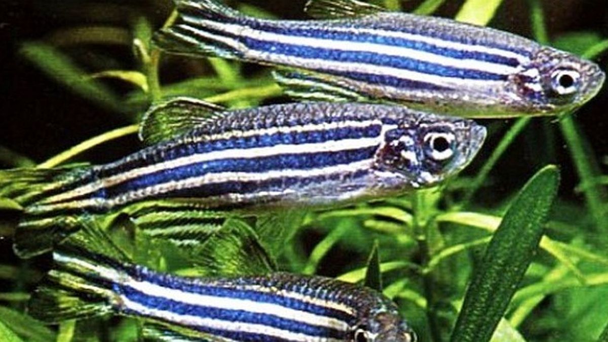 Descifran cómo el pez cebra es capaz de regenerar su médula