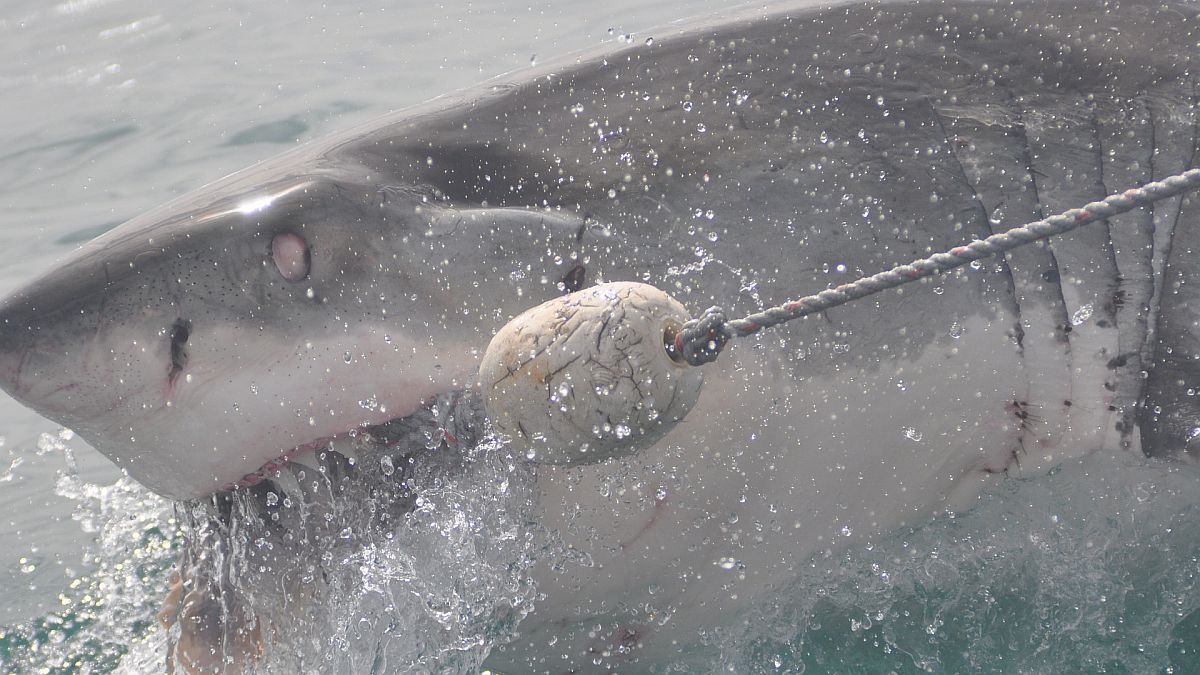 Un tiburón le arrancó un pie a un turista en Australia