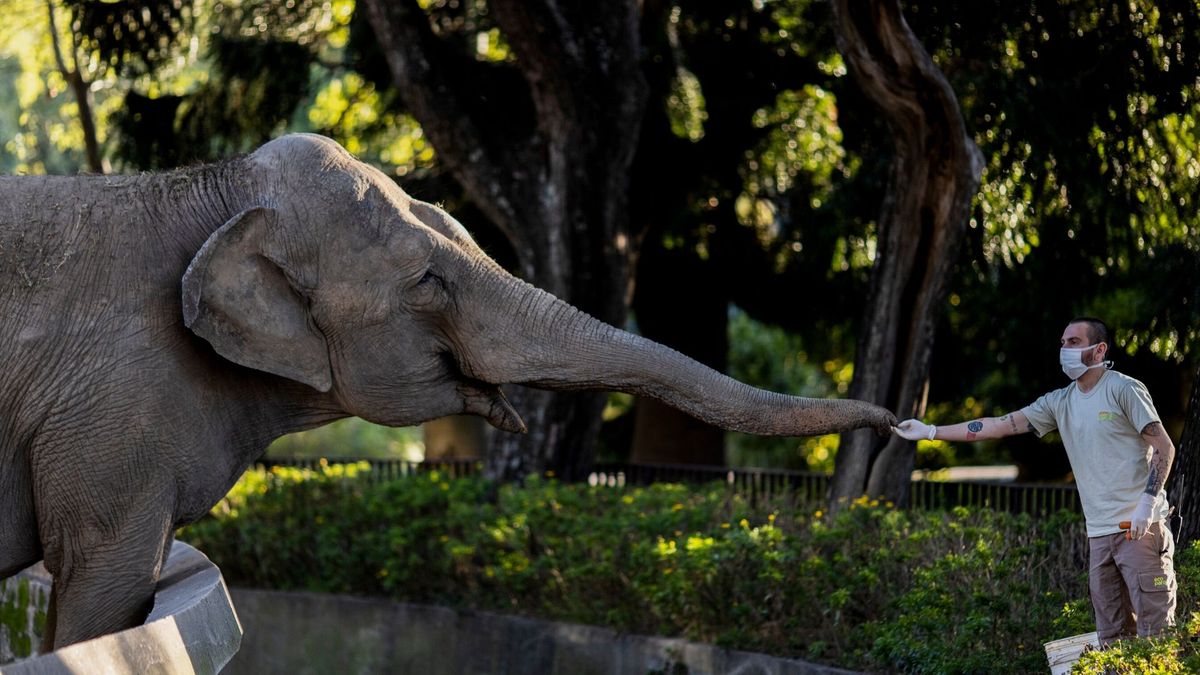 La elefanta Mara dejó el exzoo porteño y viaja hacia un santuario en Brasil
