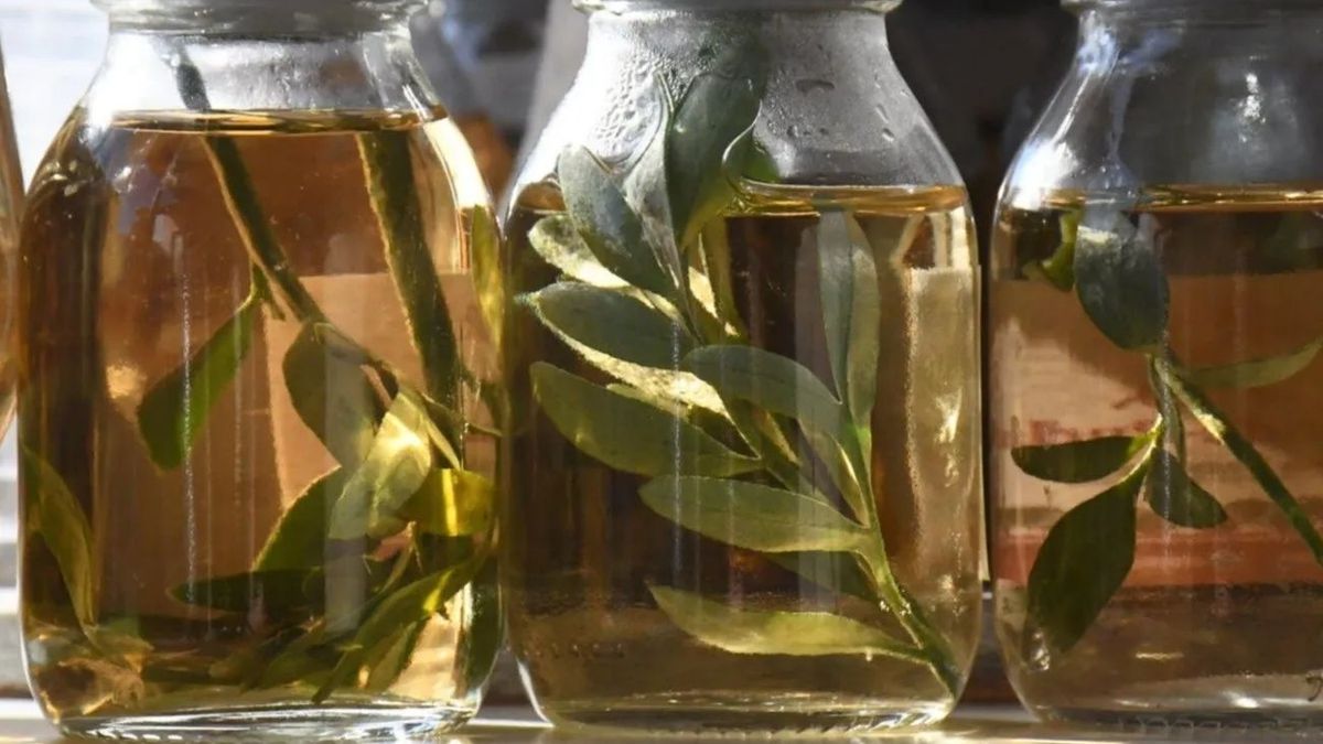 Dónde comprar caña con ruda en CABA