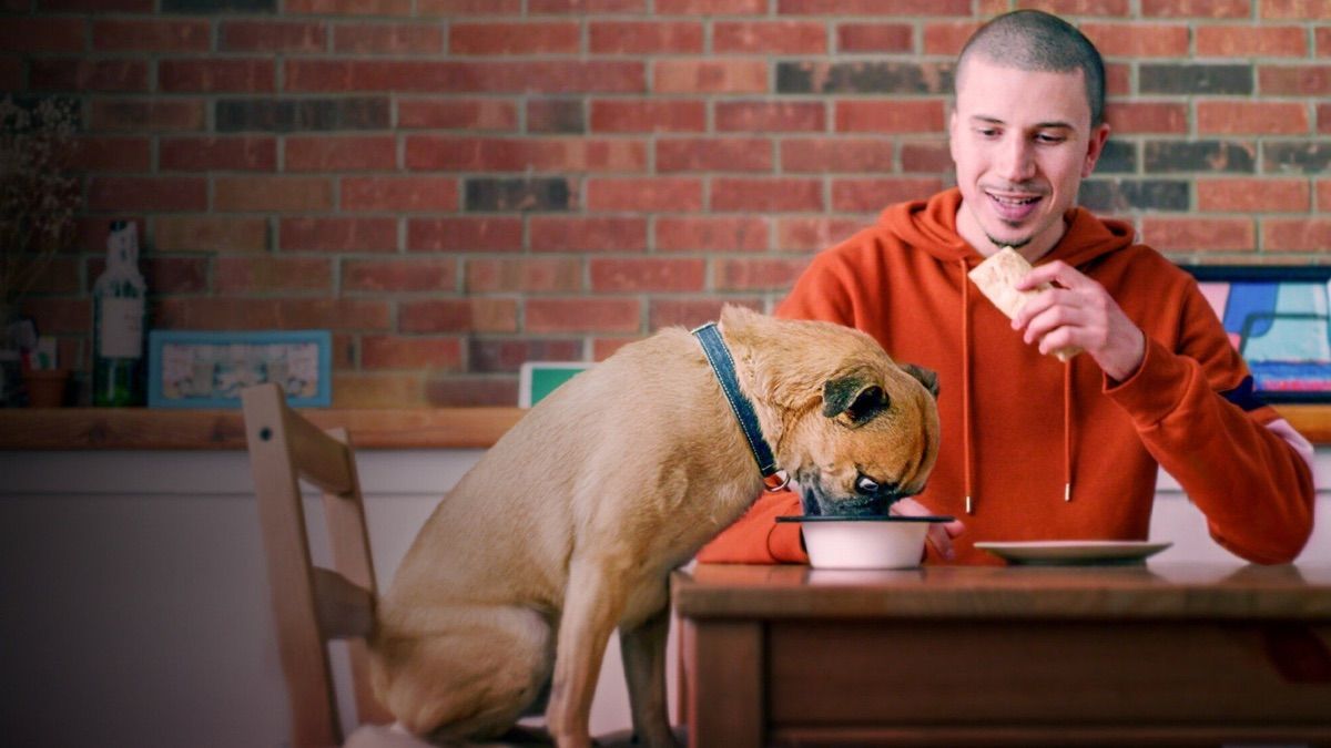 Netflix: la innovadora miniserie para los amantes de los perros que ...