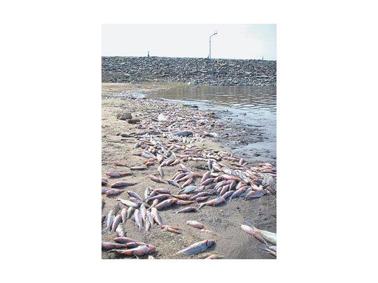 Media Mussi en guerra de azúcar