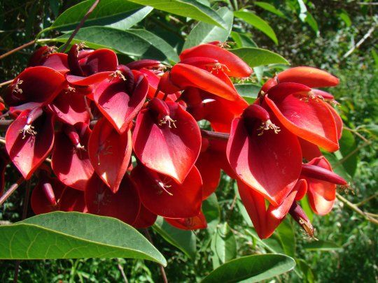 Día de la Flor Nacional: por qué se conmemora cada 22 de noviembre