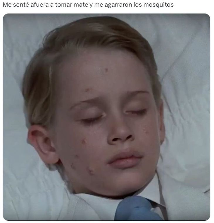 Los mejores memes de la invasión de mosquitos en el AMBA