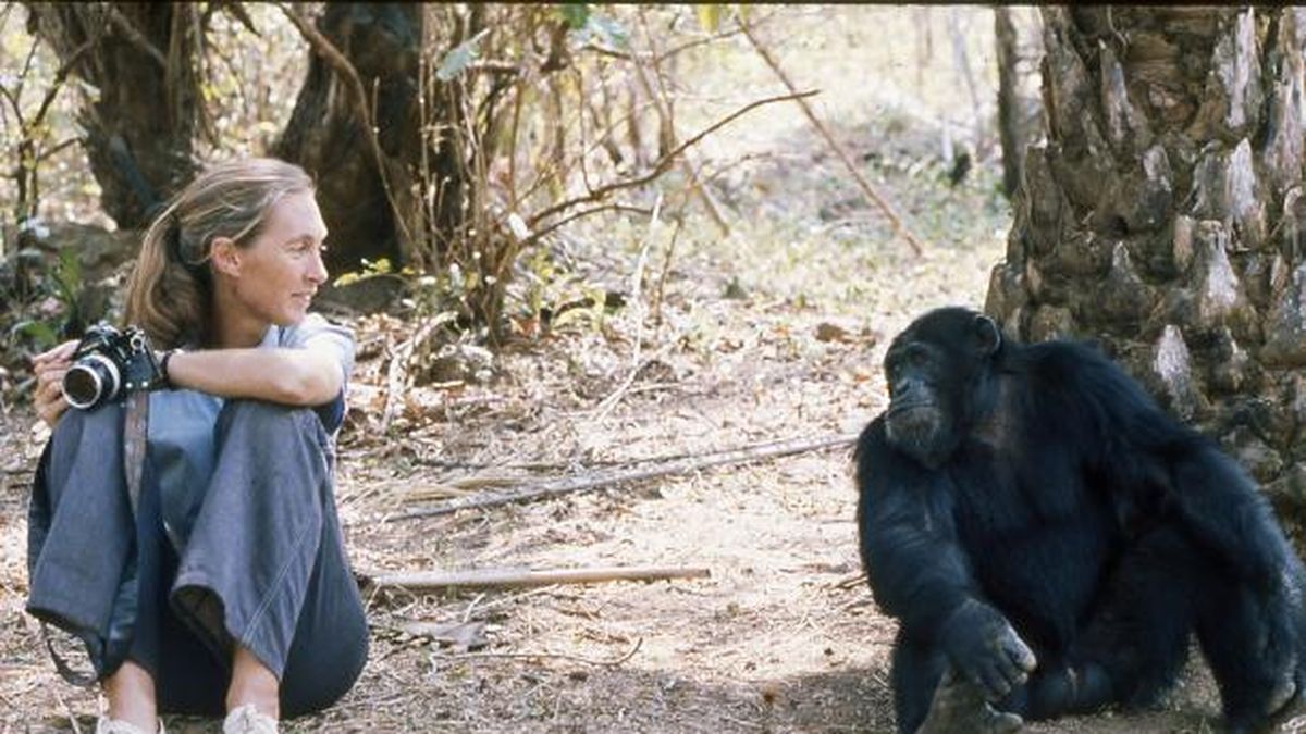 El legado de Jane Goodall trascendió la vida salvaje e impactó en el ...