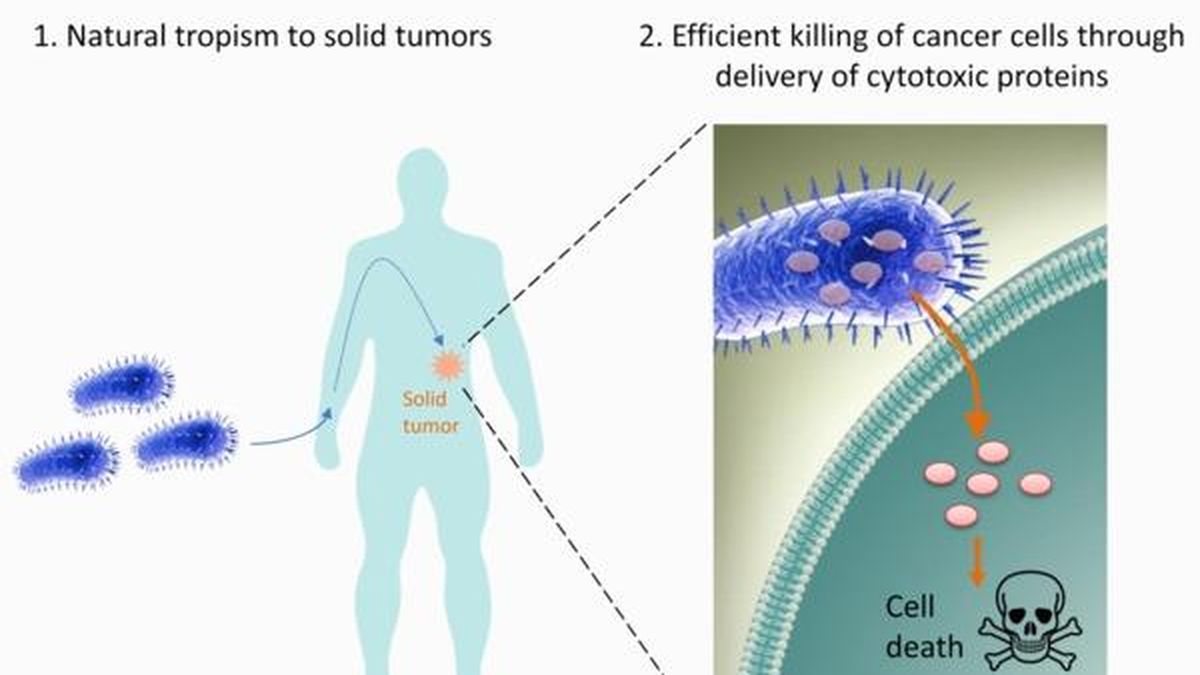 Súper impresoras, bacterias contra el cáncer e insectos de diseño: 10 ...