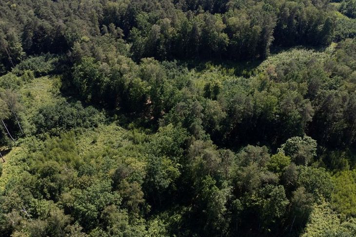 Harvard vendió 88.000 hectáreas de bosques en Corrientes a una empresa ...