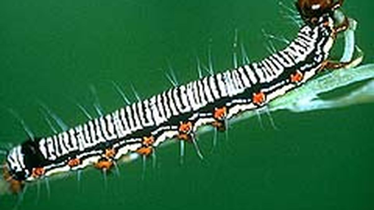 Se necesitarían 3.300 años para identificar los 180.000 insectos de la ...