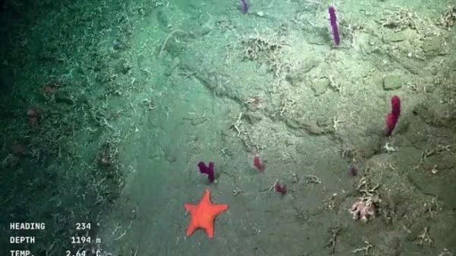 El CONICET lanza un nuevo streaming en el fondo del mar tras ganar el ...