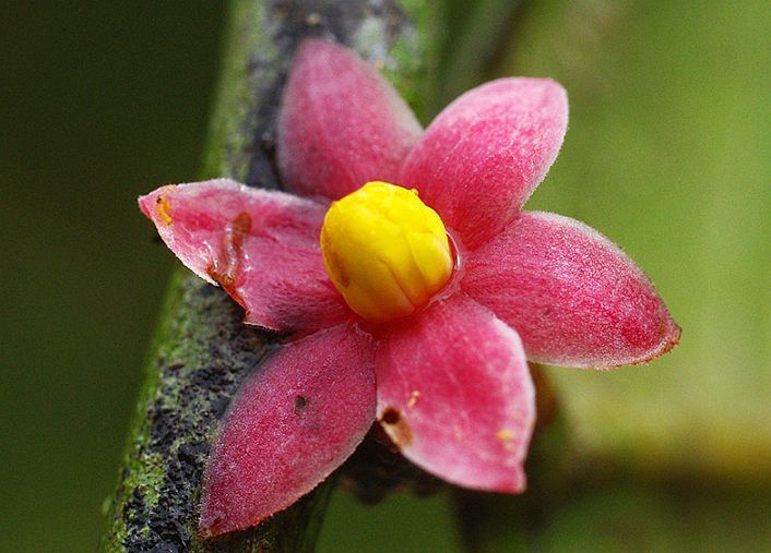 El top ten de nuevas especies