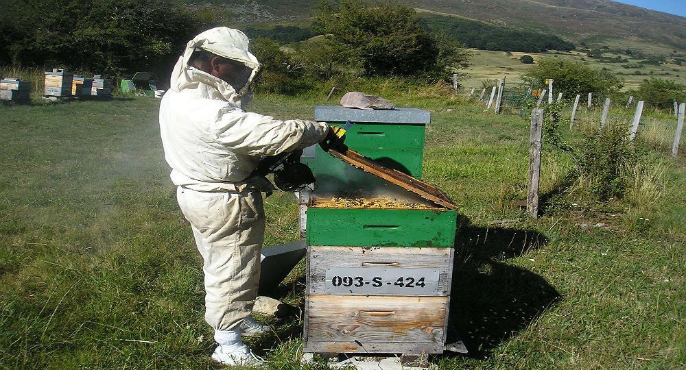 Lanzan un nuevo sistema online para productores apícolas