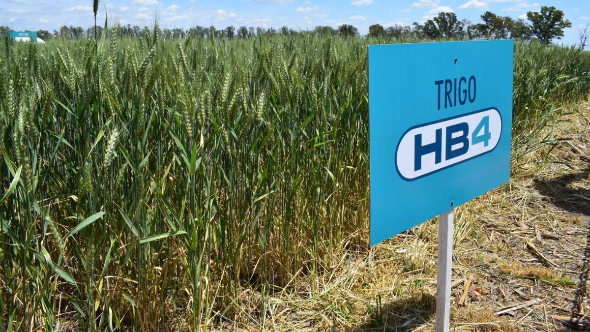 Bioceres: A pesar de la sequía, con el trigo HB4® se lograron mejoras ...