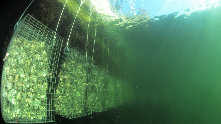 Parque eólico flotante de Francia usa hábitats marinos artificiales ...