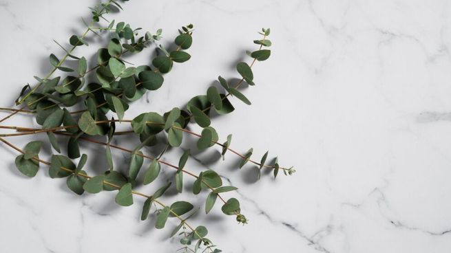 Cómo hacer el RITUAL DE LAS 7 HIERBAS para atraer la prosperidad a tu vida