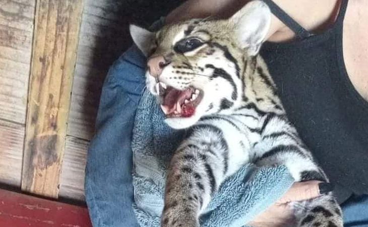 Jujuy: turistas rescataron a un gato onza atropellado en la ruta ...