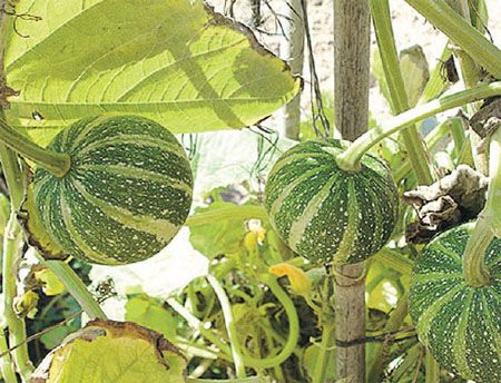 Zapallo: un vegetal con más de 10 mil años de historia