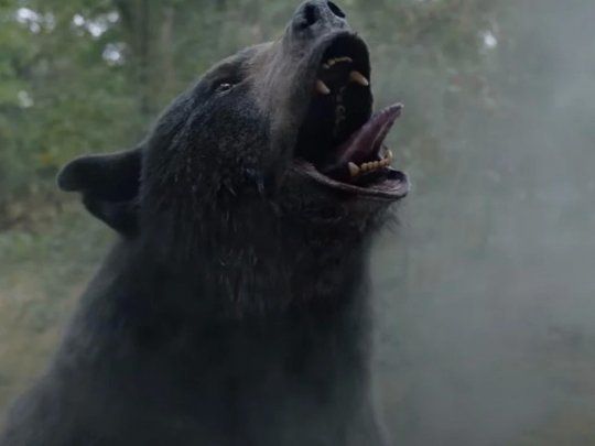 Primer tráiler de la película basada en el caso real de un oso que ...