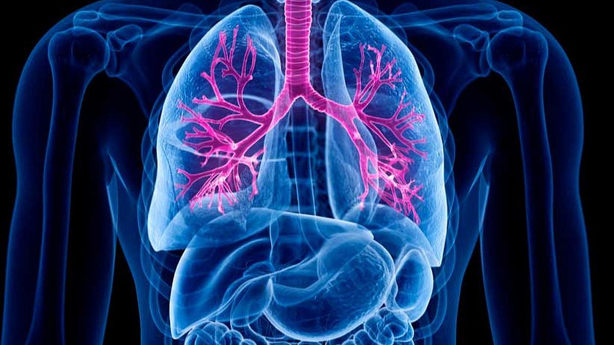 Investigan en el CONICET nuevas estrategias para tratar la fibrosis ...