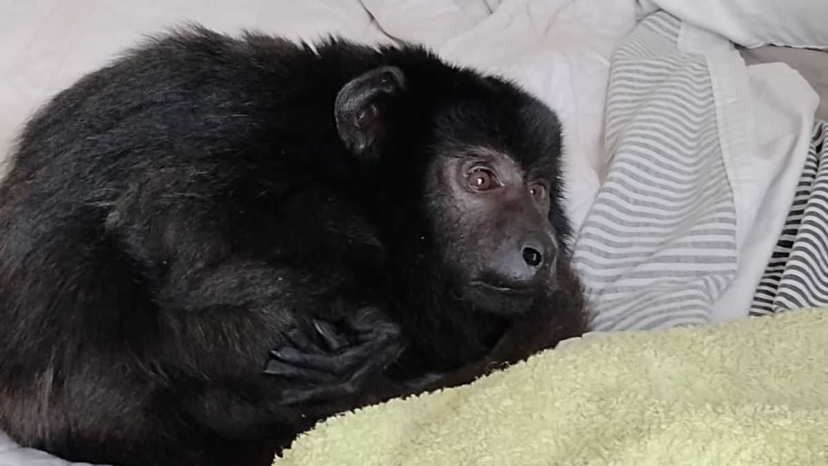 El mono Coco se recupera luego de ser rescatado de una fiesta con ...