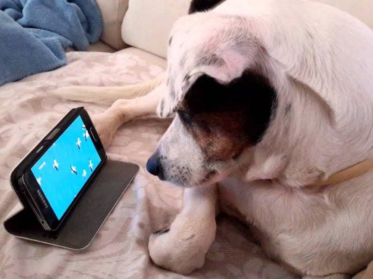 Mascotas: 5 apps para potenciar la relación con tu perro