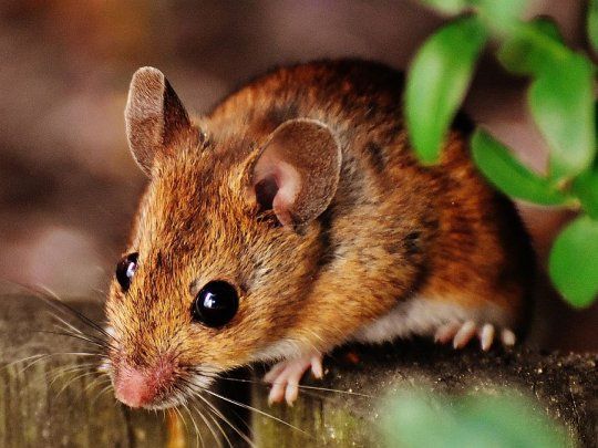 ¿Qué es el hantavirus? La enfermedad que causó la muerte de una ...