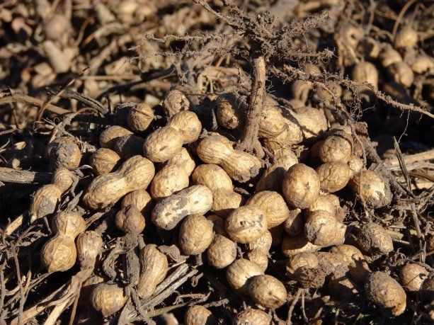 El maní argentino es el más dulce del mundo